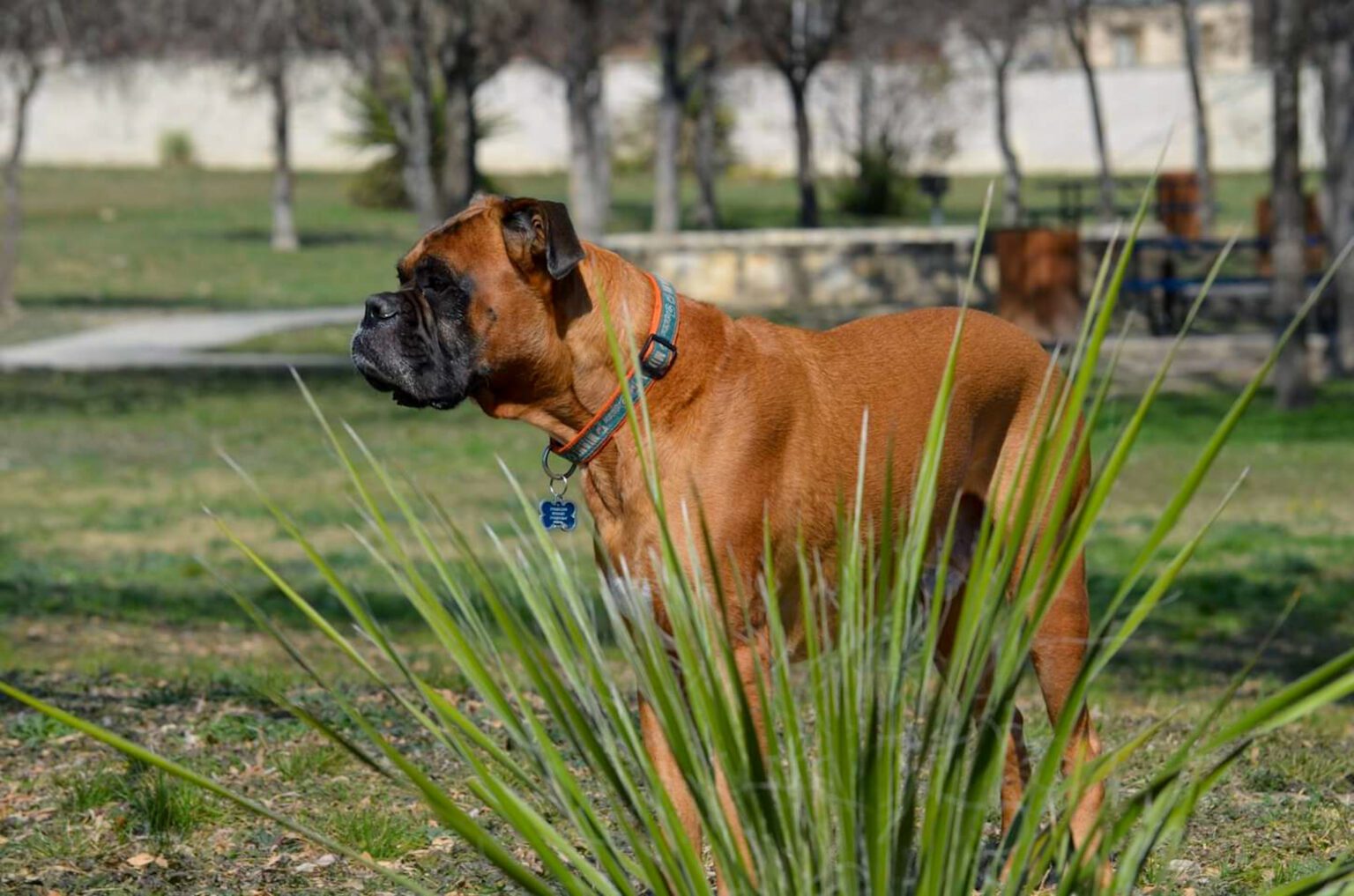 The Scoop on Poop: San Antonio’s Guide to Poop Removal Services ...